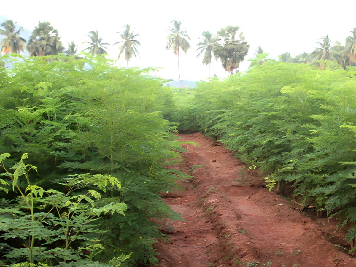 Effect of Feeding Moringa (Moringa oleifera) as Green Fodder on Feed..